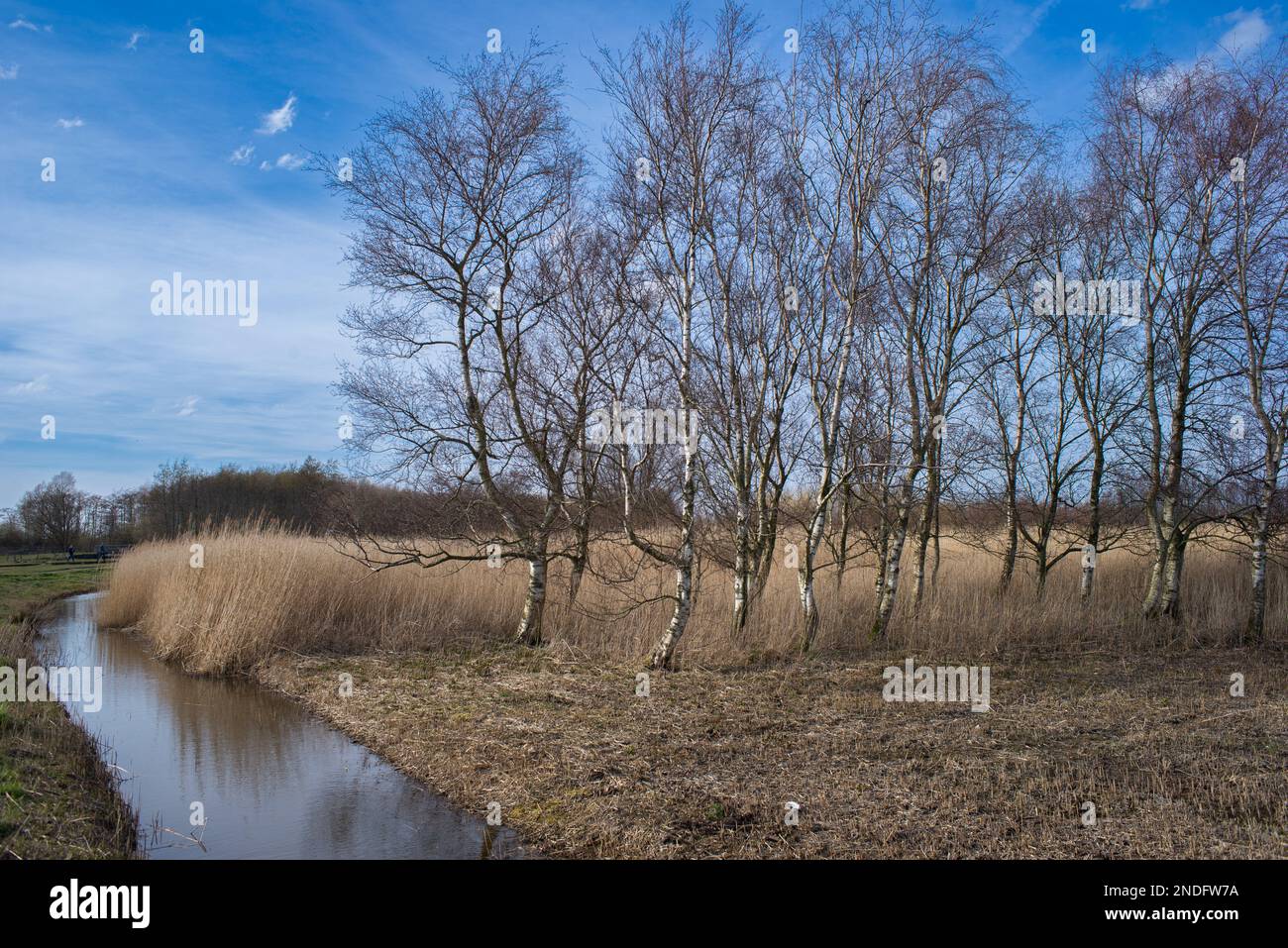 Classic Dutch polder landscape between the cities of Leiden and ...