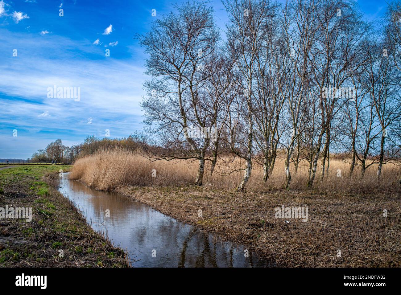 Classic Dutch polder landscape between the cities of Leiden and ...