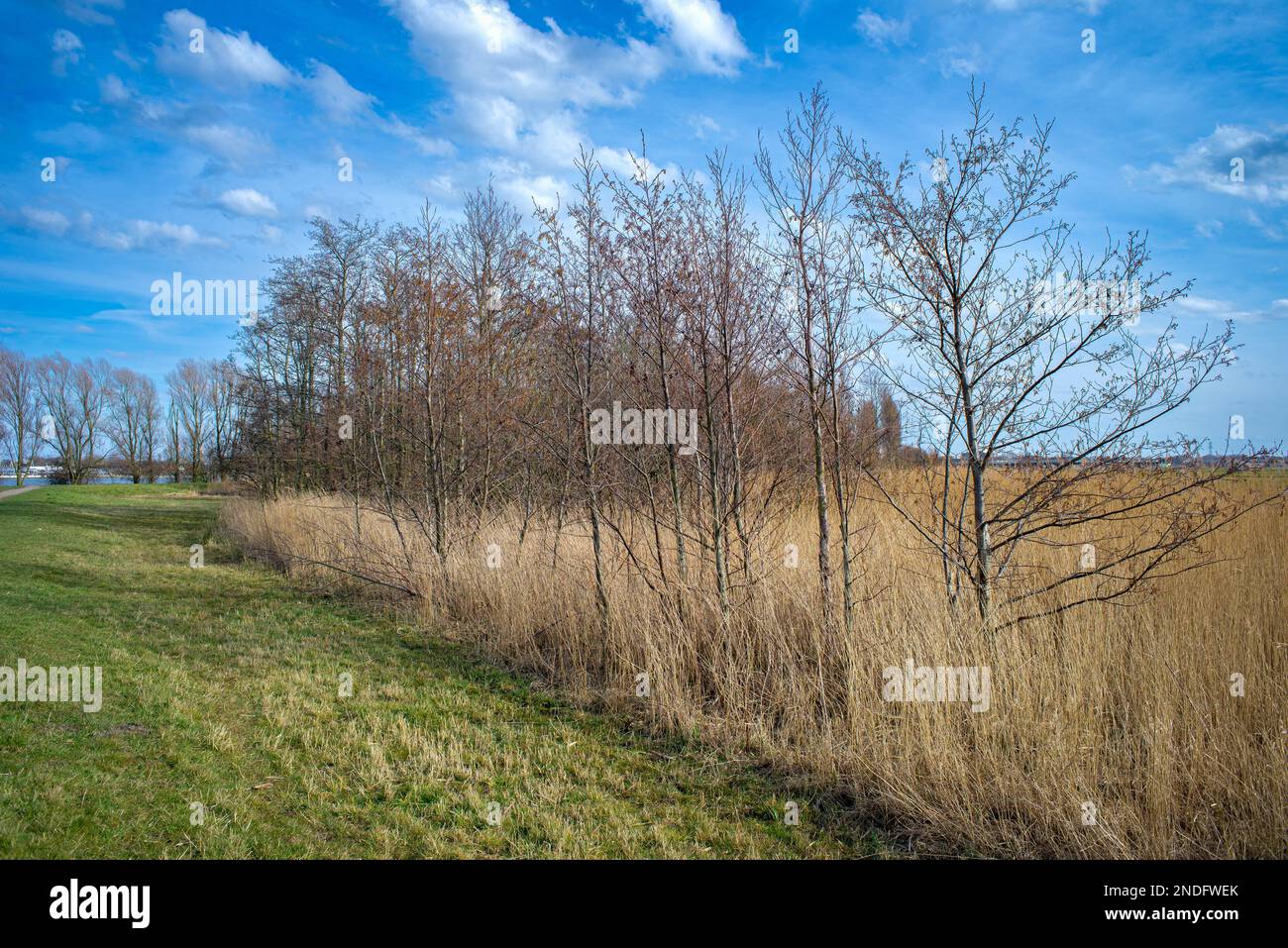 Classic Dutch polder landscape between the cities of Leiden and ...