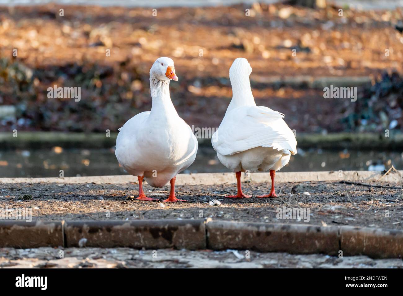 Two white wild geese with mirrored pose. Wild geese checking ...