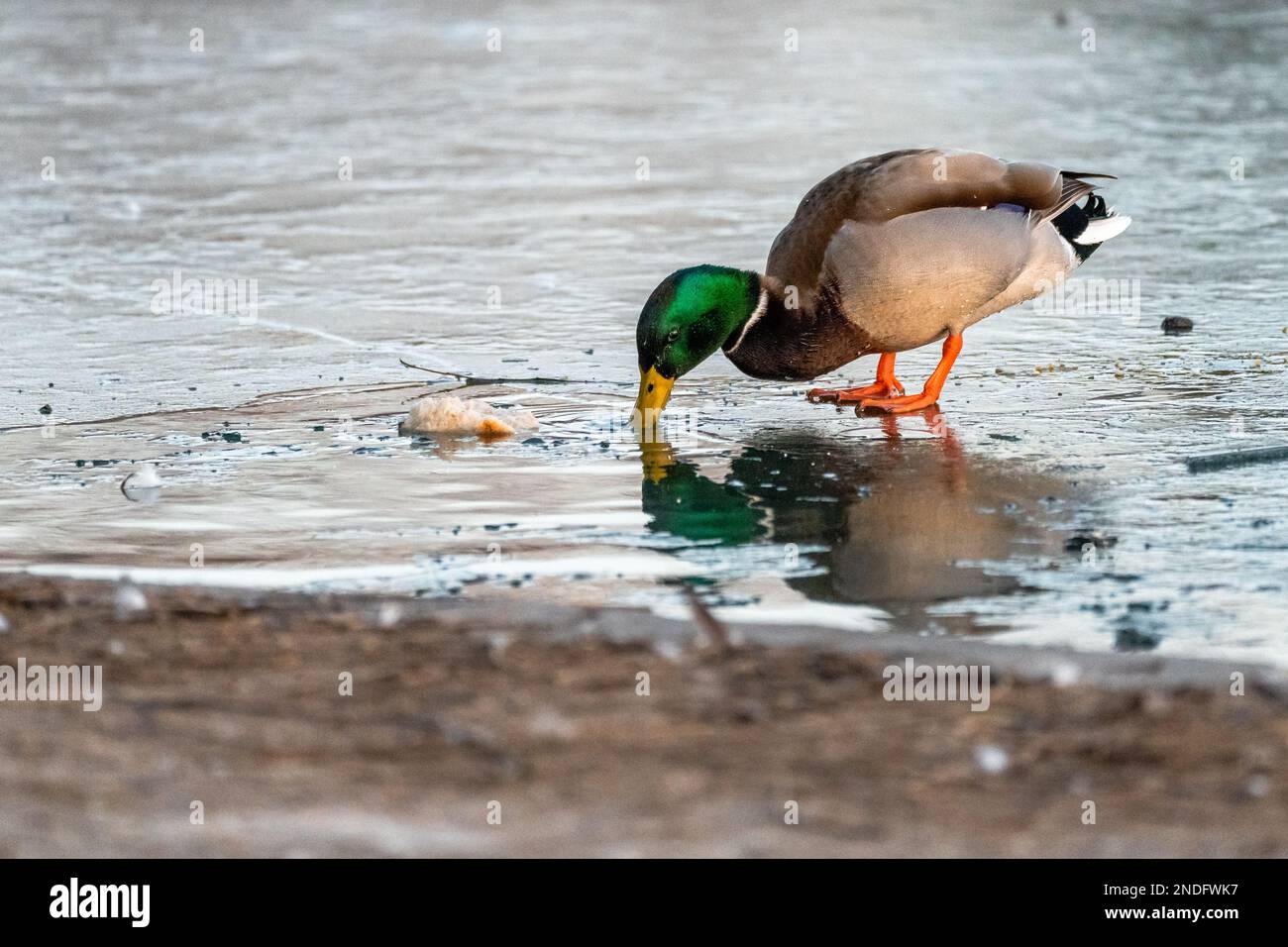 Wild duck drinking water from a small hole in the frozen lake. Youth ...