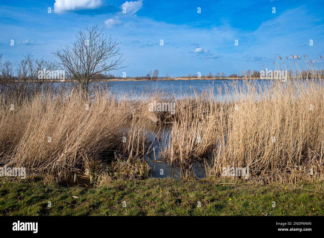 Classic Dutch polder landscape between the cities of Leiden and ...