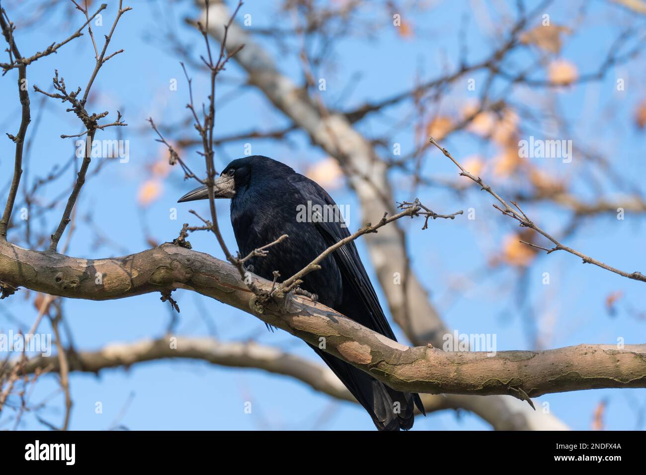 Crow scanning the surroundings from a lower branch of a tree in Youth ...