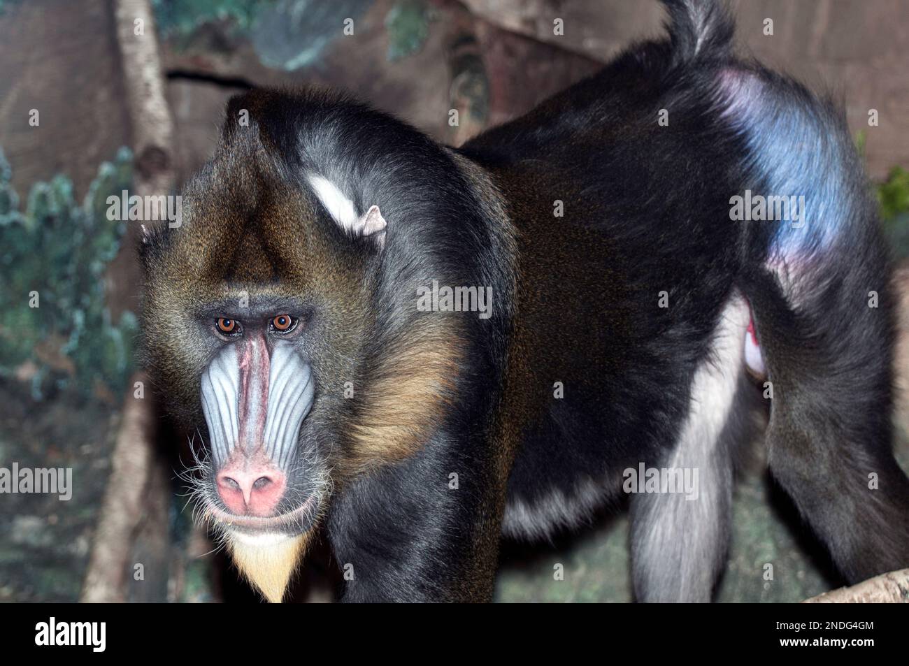 Mammal mandrill hi-res stock photography and images - Alamy