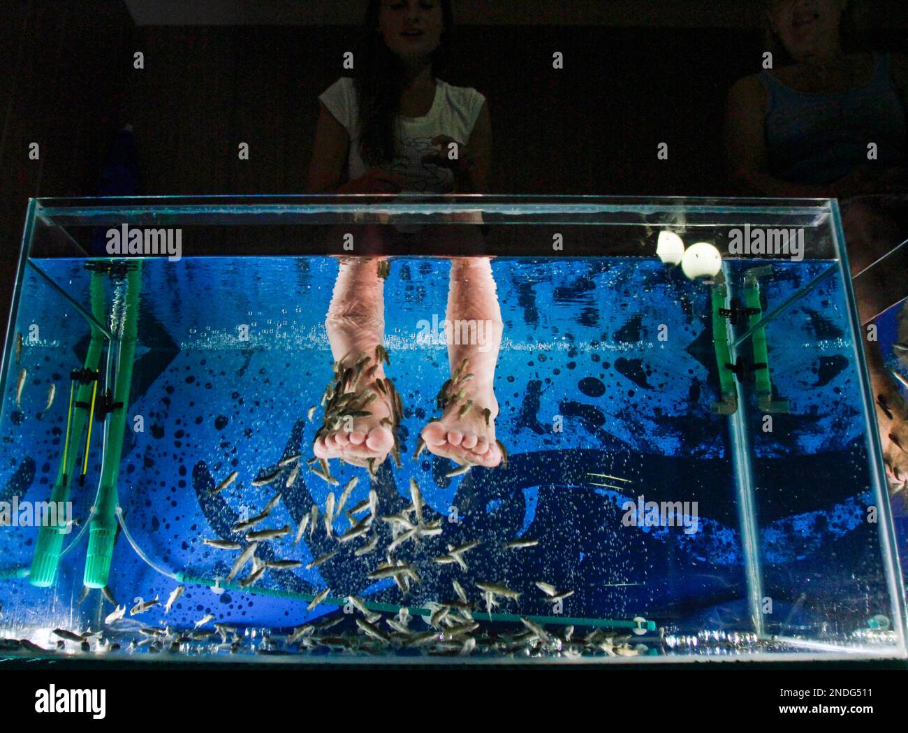 A girl places her feet in a fish tank containing Garra Rufa fish, also ...