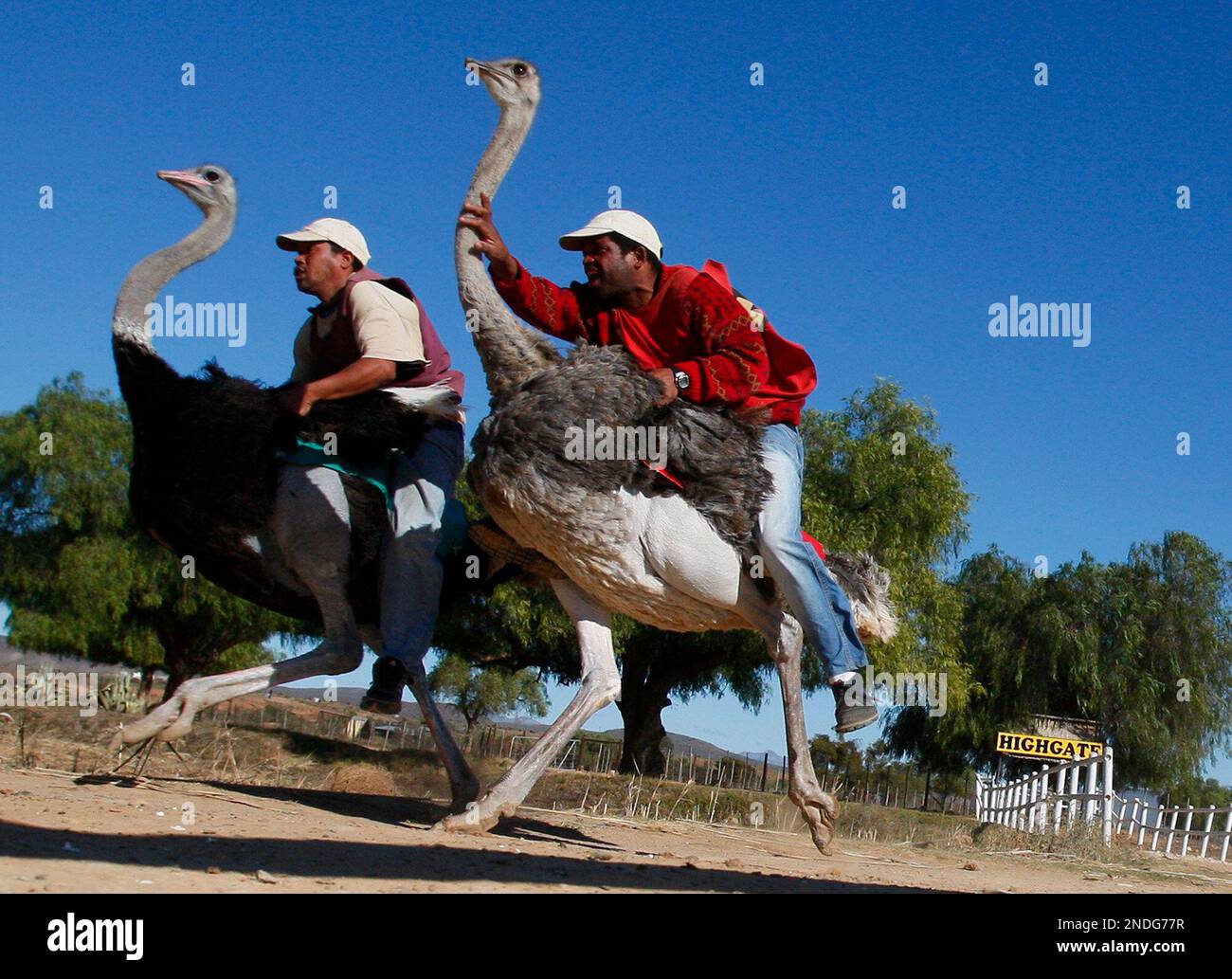 Two men compete at an ostriches race at Highgate Ostrich Show Farm in ...