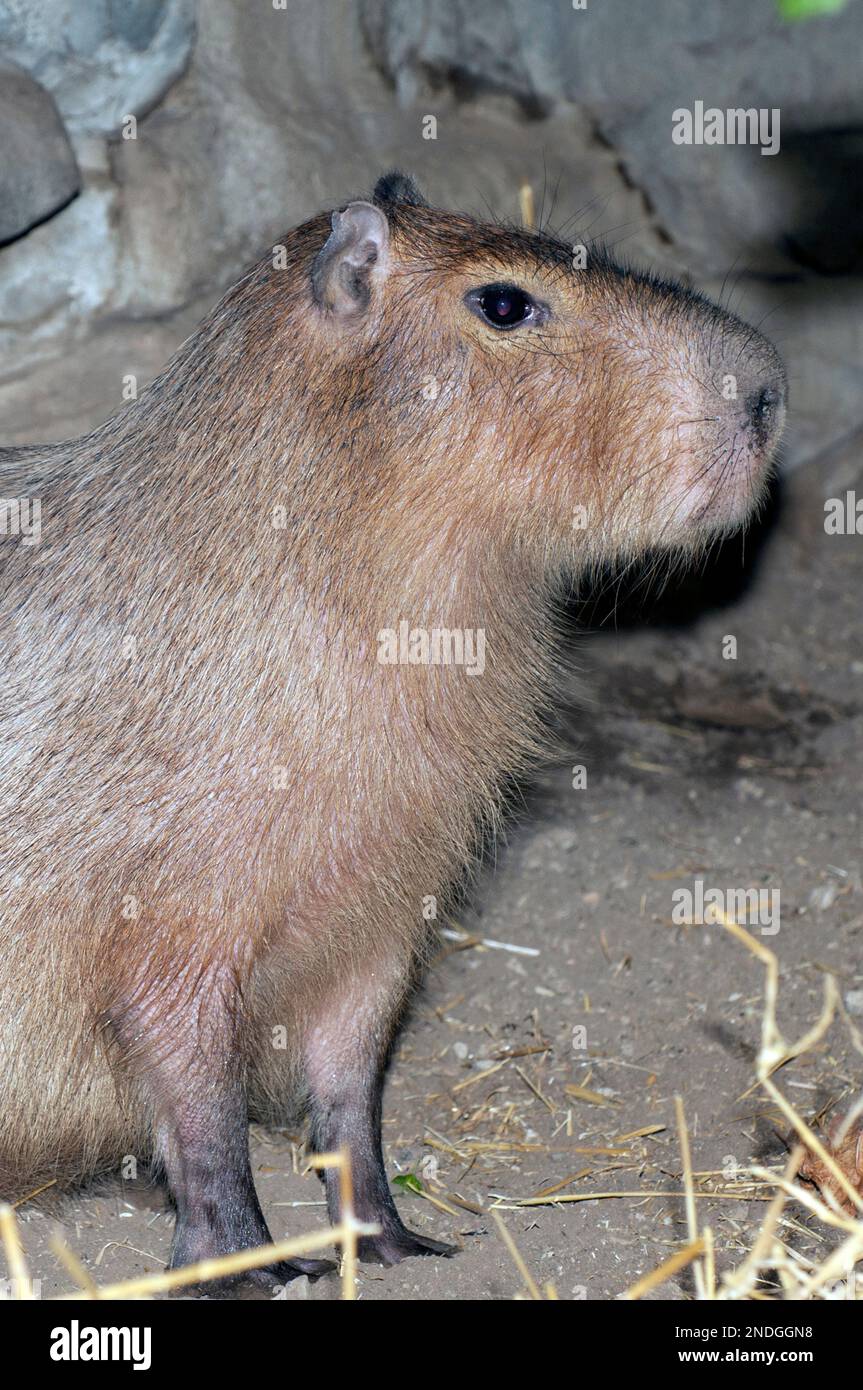 Capybara, medium shot, vertical Stock Photo - Alamy