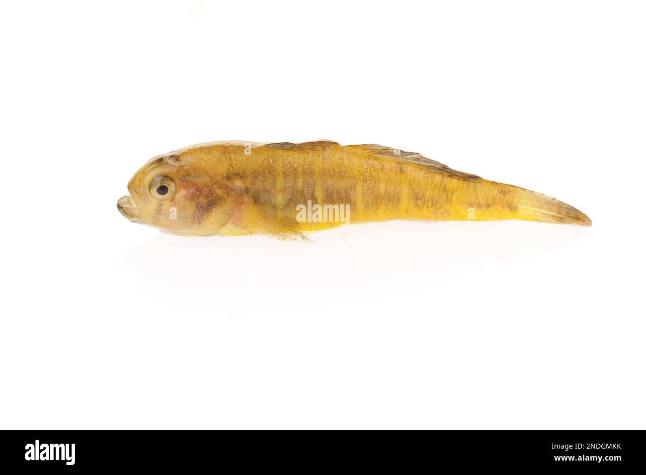 Isolated in the white background of fish Stock Photo - Alamy