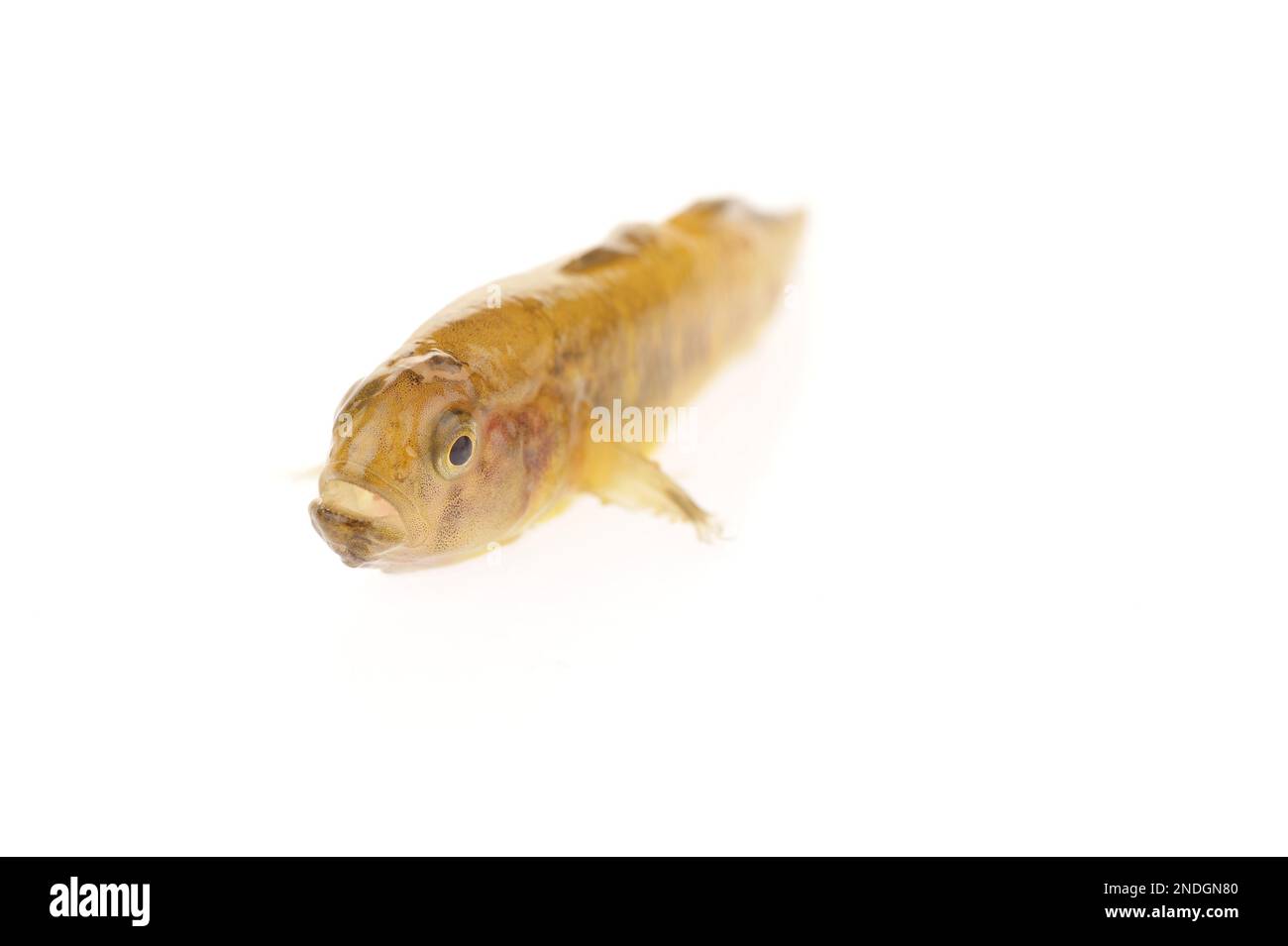 Isolated in the white background of fish Stock Photo - Alamy