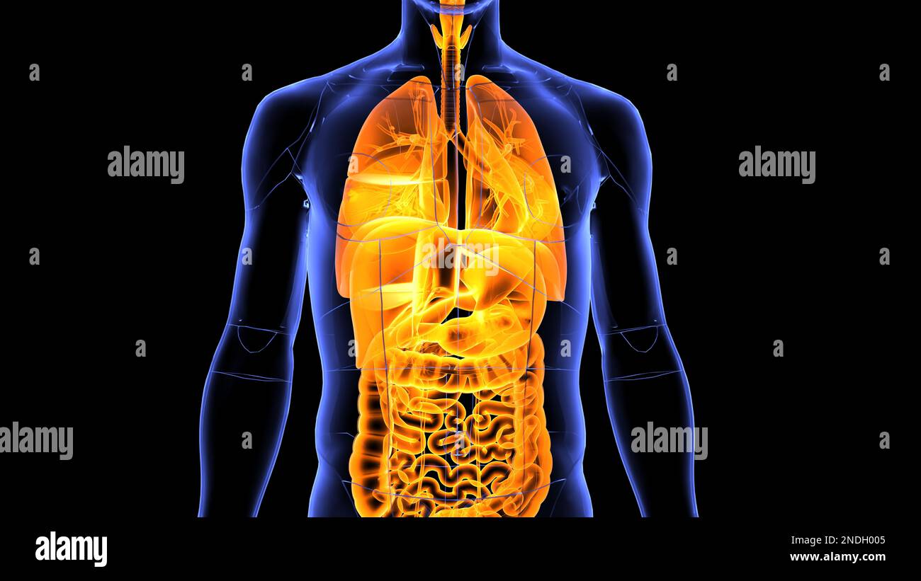 A 3d rendered illustration of organs of the cardiovascular system of a ...
