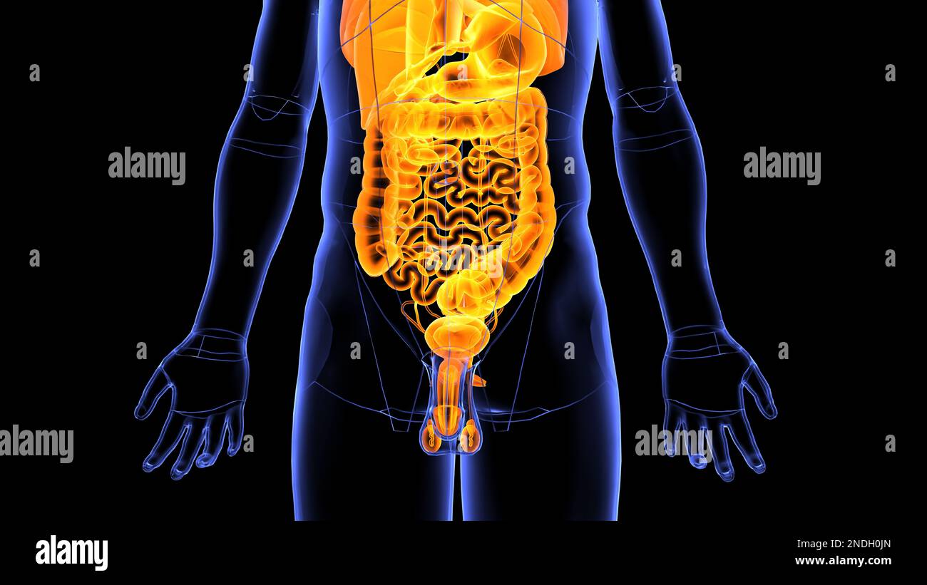 A 3d rendered illustration of a human digestive system, intestines on a ...
