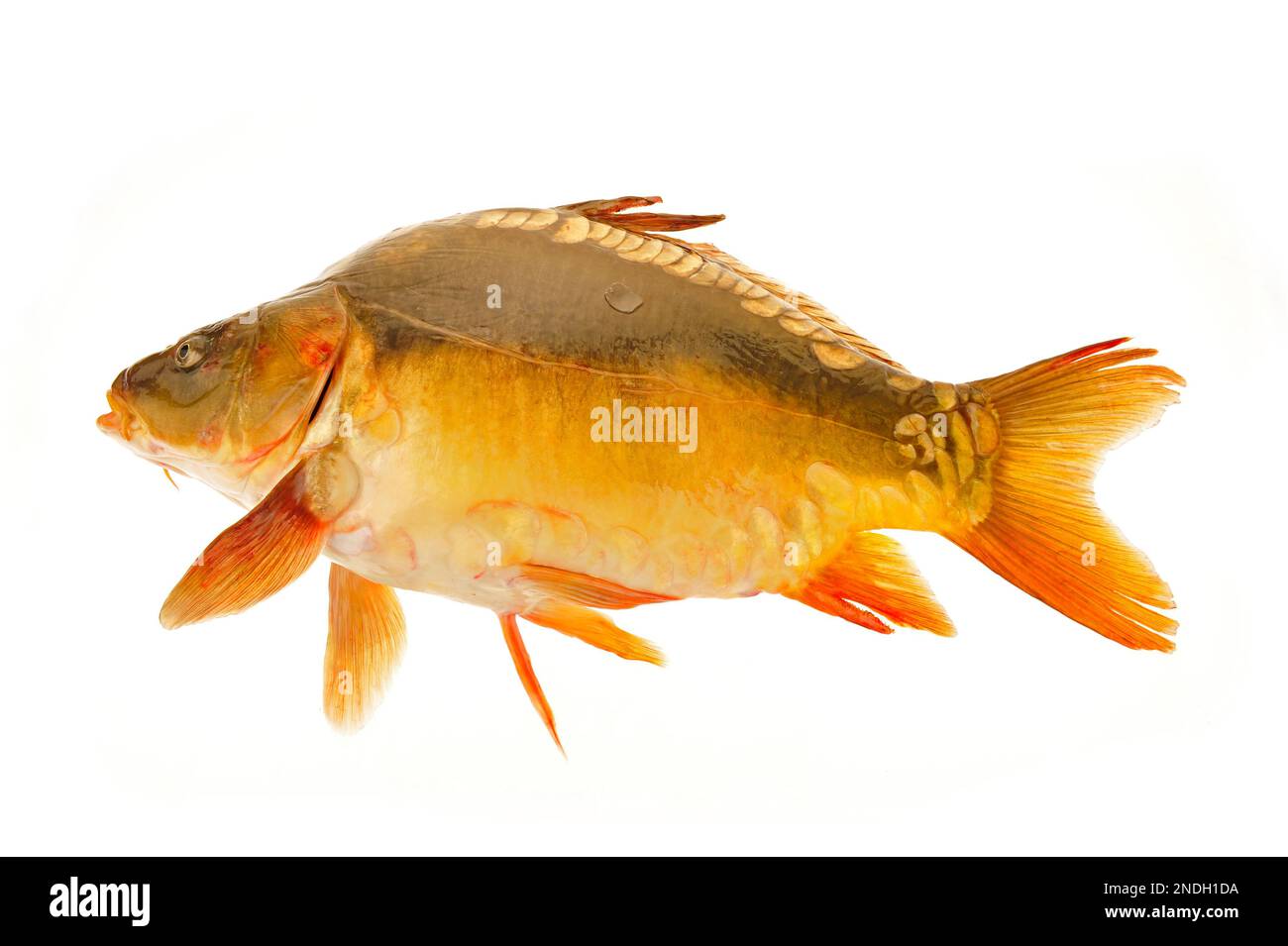 Isolated in the white background of fish Stock Photo - Alamy