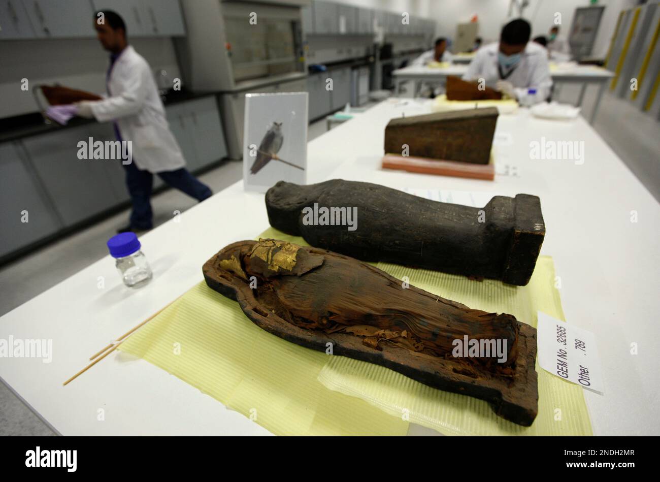 An Egyptian archeological technician works at a pharonic falcon mummy ...