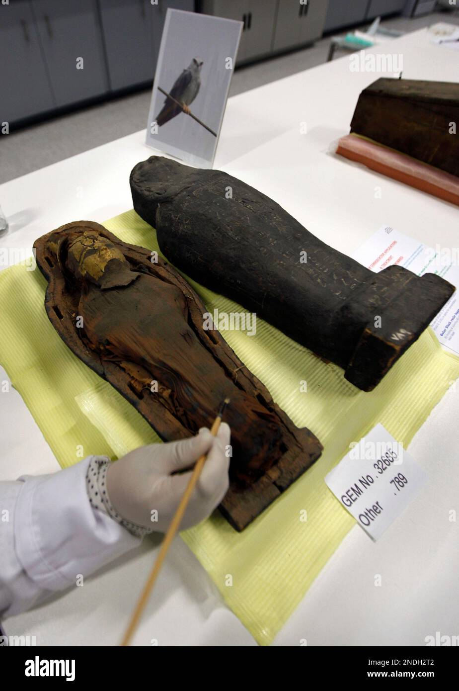 An Egyptian archeological technician works at a pharonic falcon mummy ...