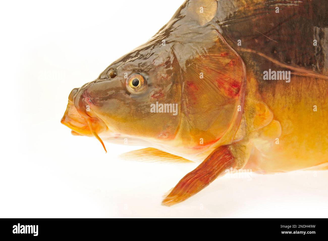 Isolated in the white background of fish Stock Photo - Alamy