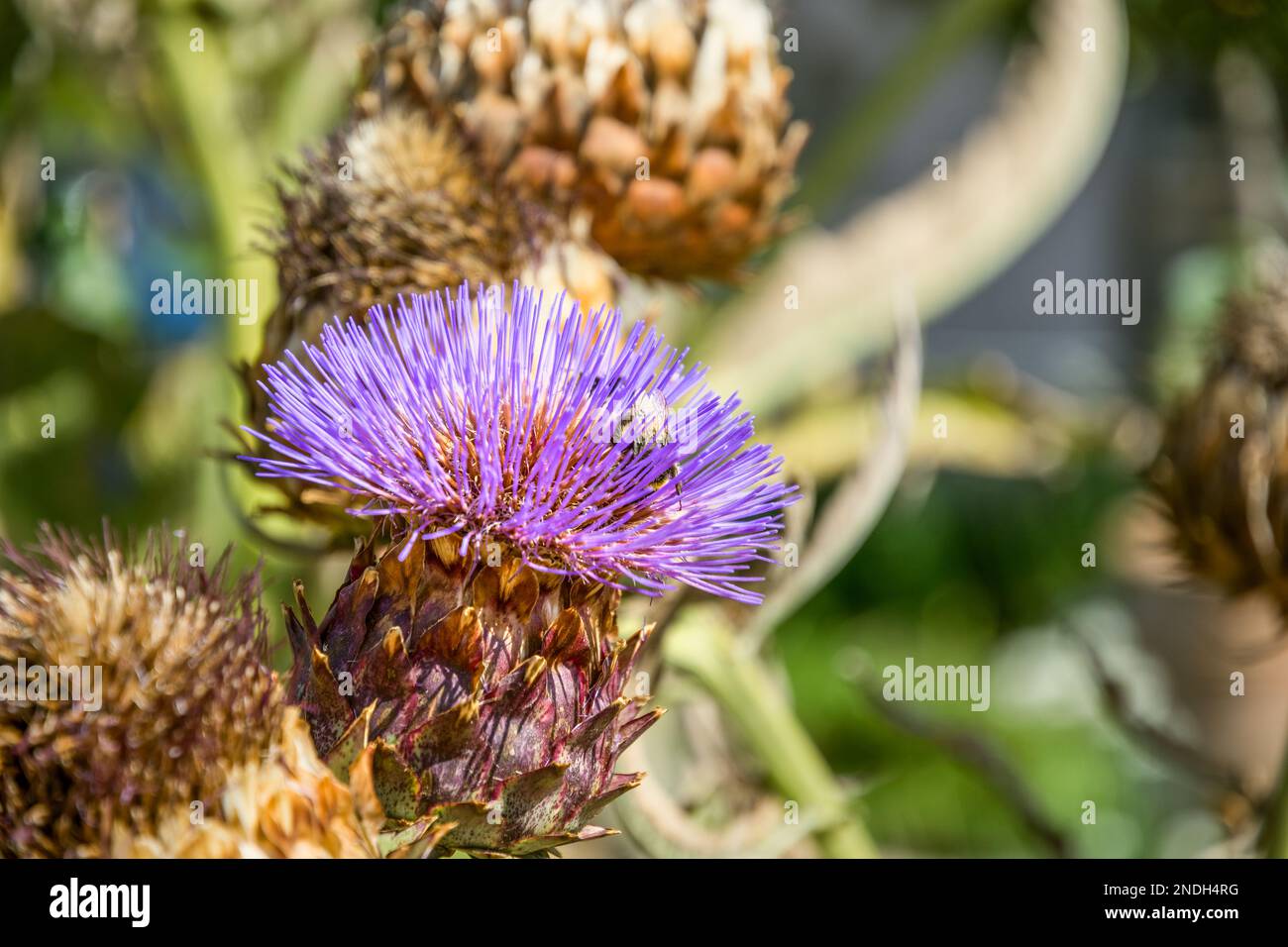A bumble bee is hard at work on a colorful Cardoon bloom Stock Photo ...