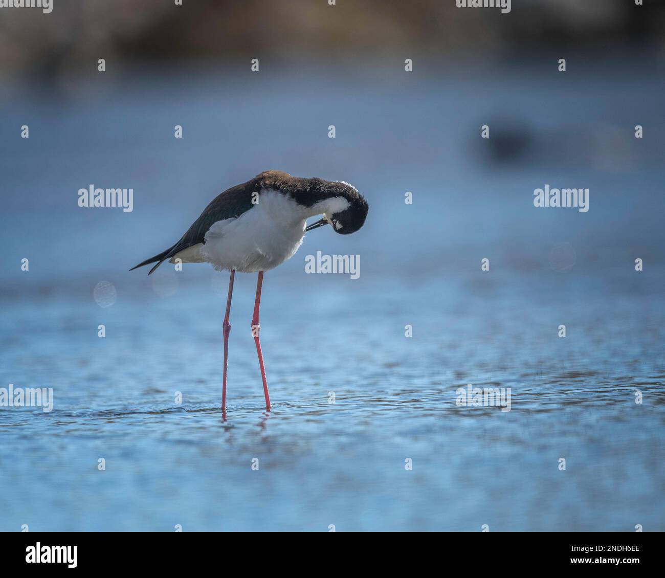 Bird birds stilts feather red hi-res stock photography and images - Alamy