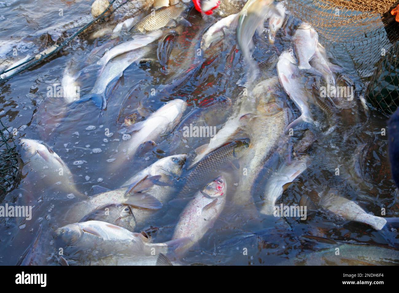The fish in the water fishing nets Stock Photo - Alamy