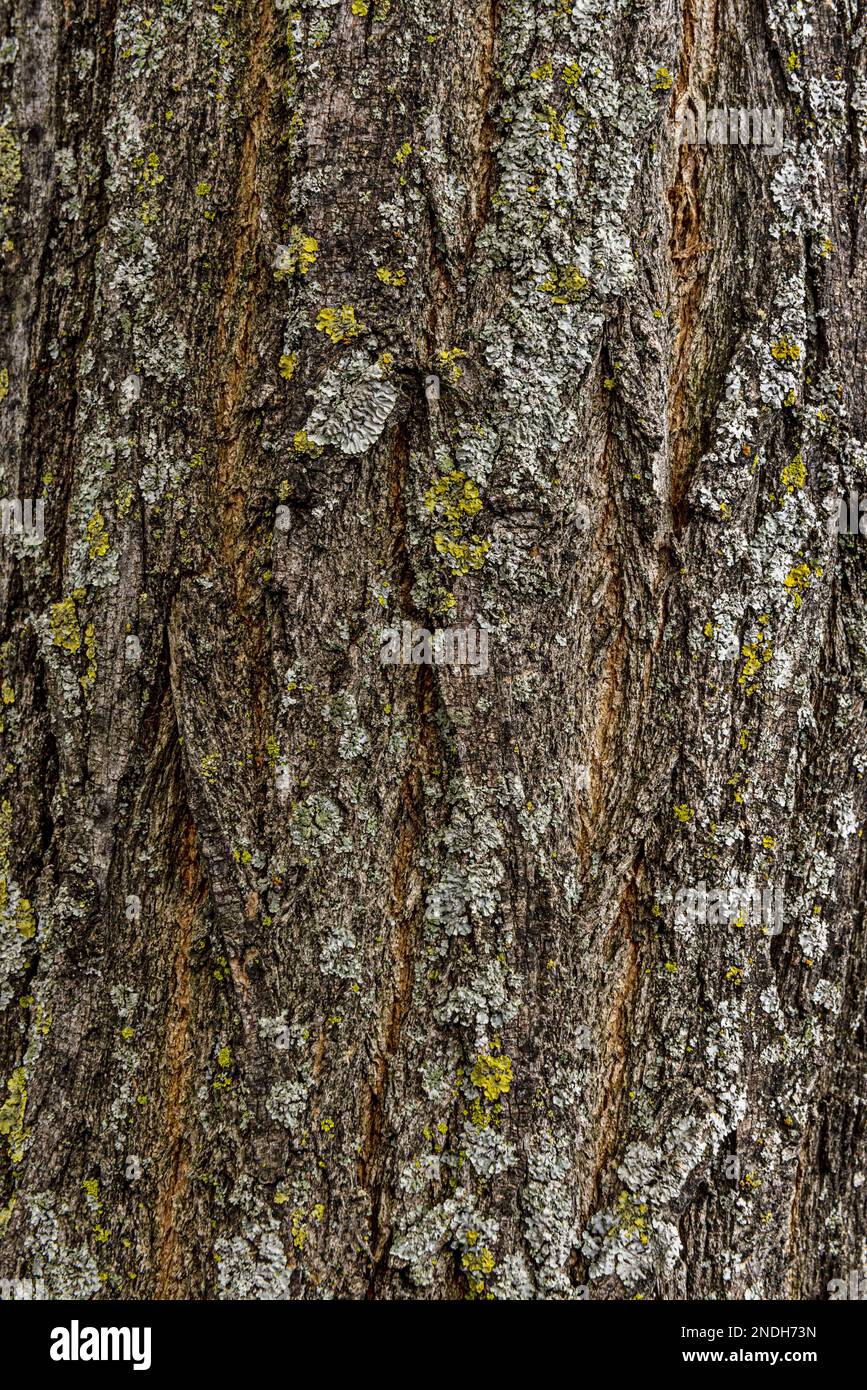 Wood bark of a tree trunk, coniferous. Vector wood texture background ...