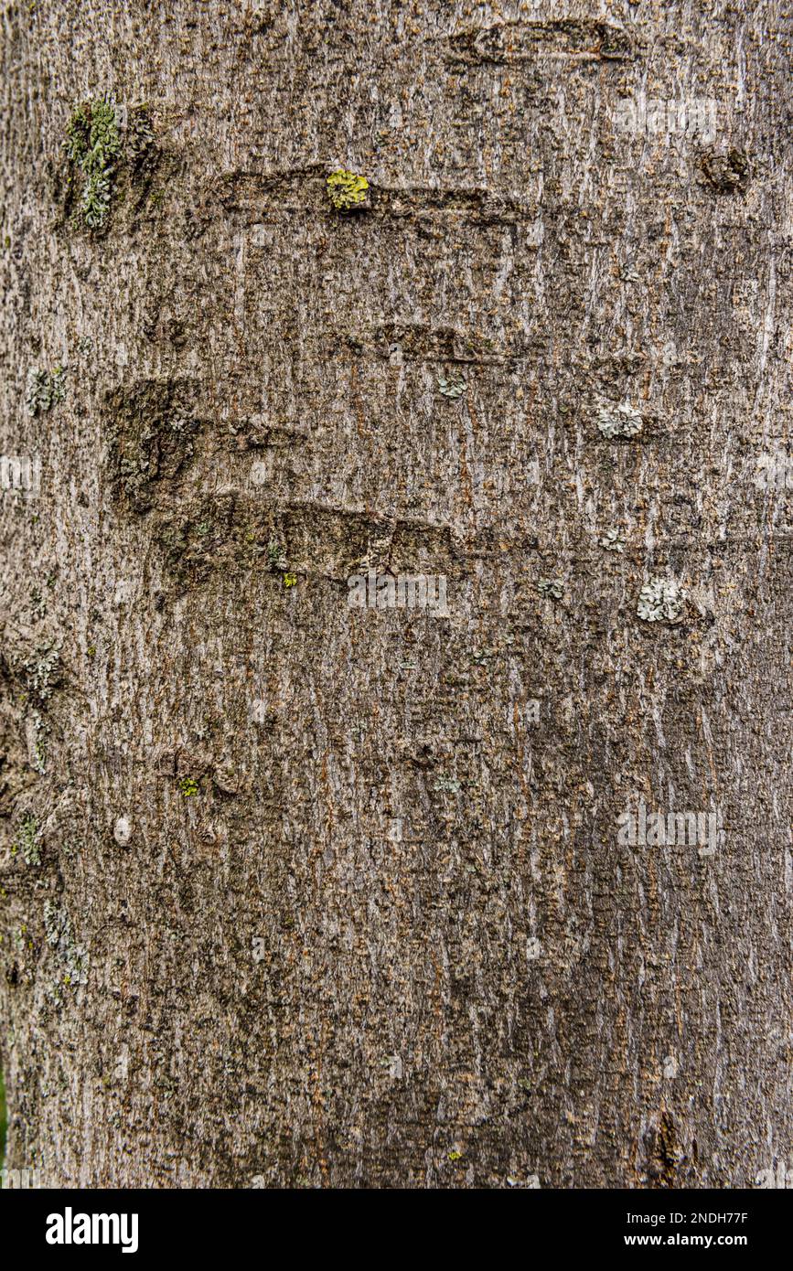 wood from a tree trunk with some deep marks in the bark and verdigris ...