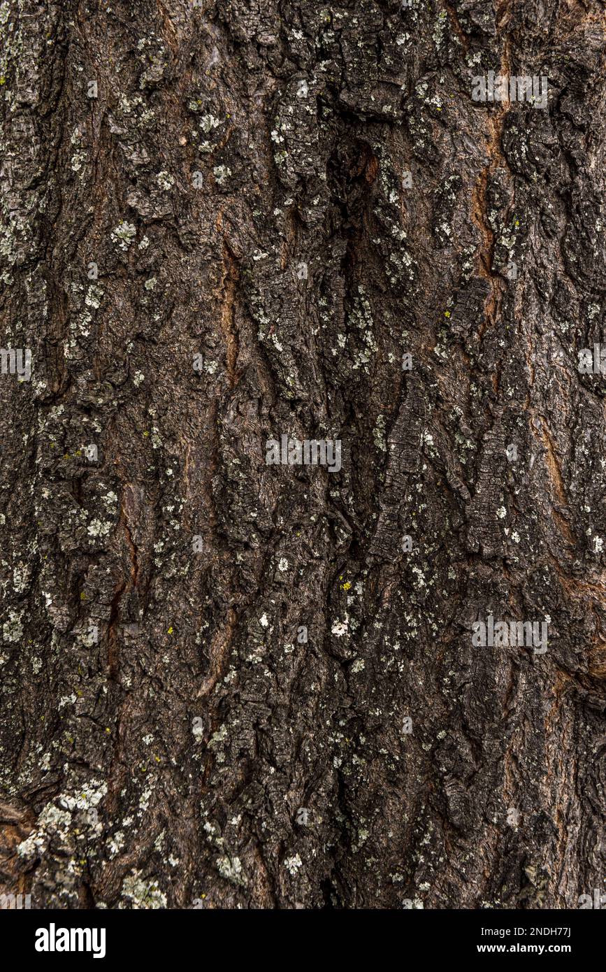 wood from a tree trunk with some deep marks in the bark and verdigris ...