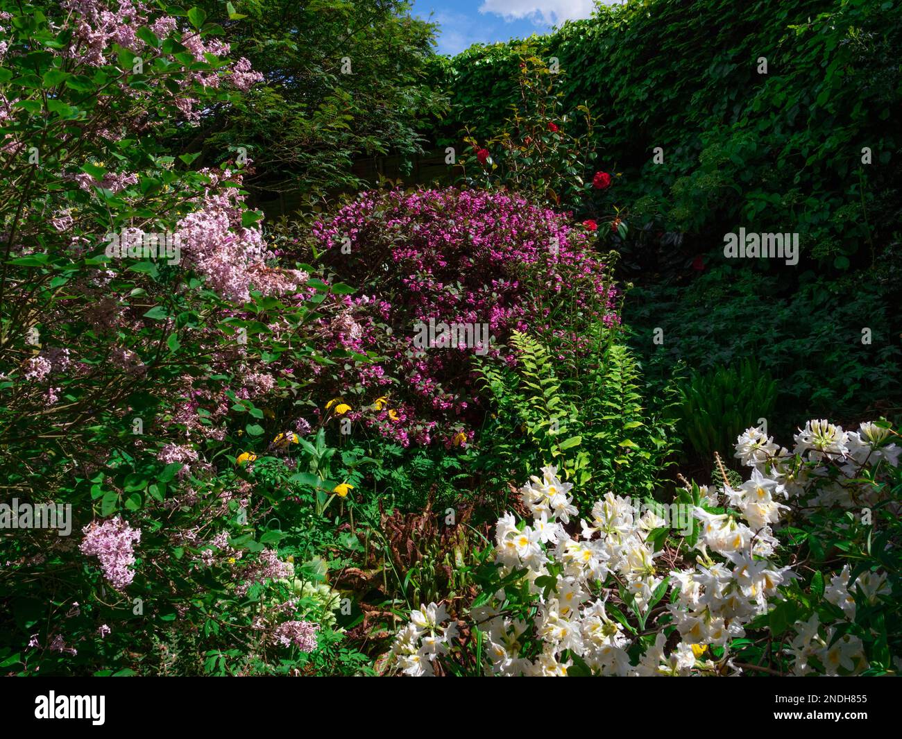Spring garden shrubs hi-res stock photography and images - Alamy