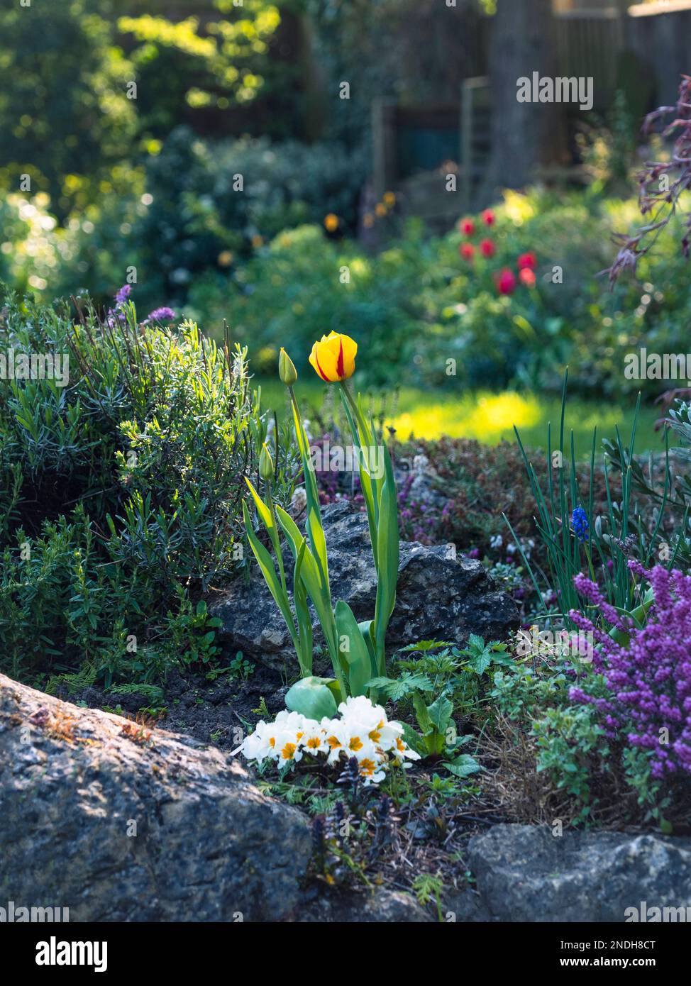 Yellow tulip (tulipa) with red stripe on petals in rock garden border ...