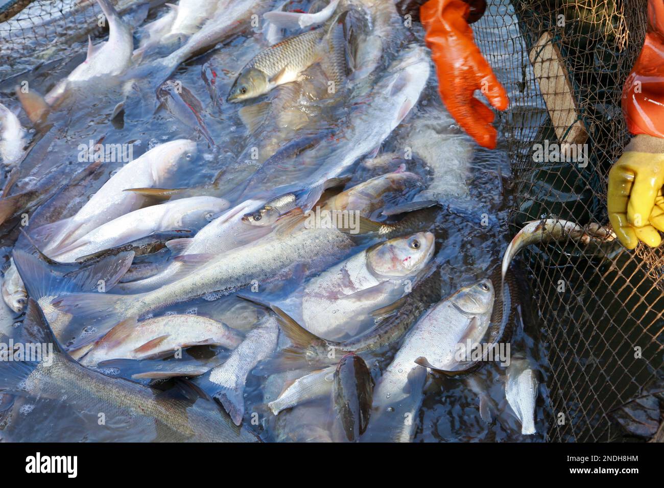 The fish in the water fishing nets Stock Photo - Alamy