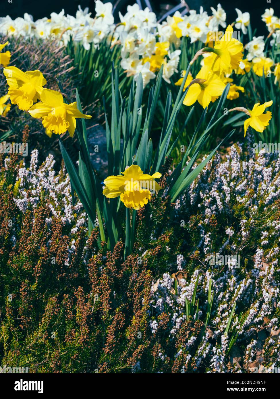 Yellow and white daffodils (narcissus) planted amongst heather (erica ...