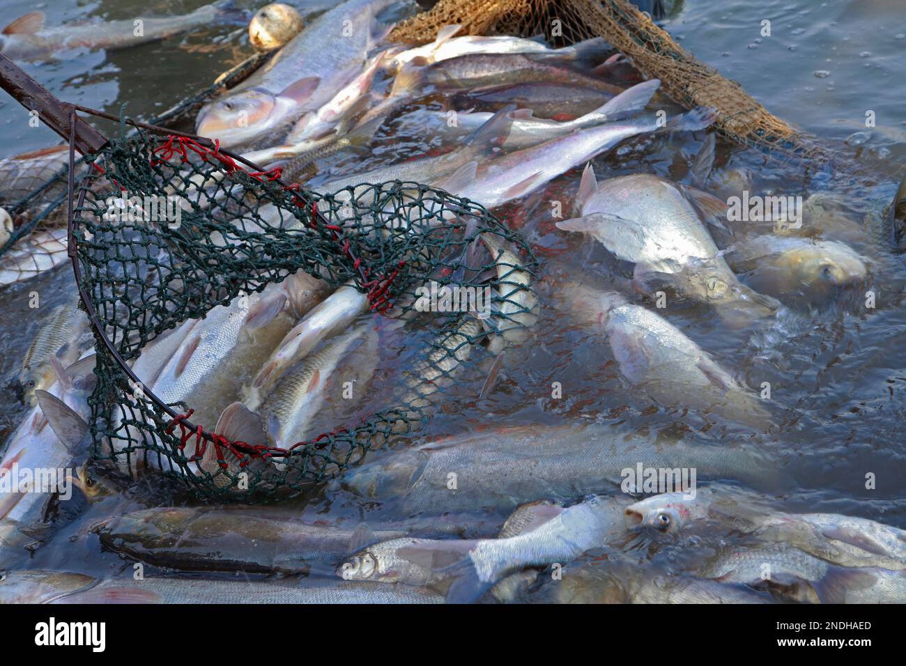 The fish in the water fishing nets Stock Photo - Alamy