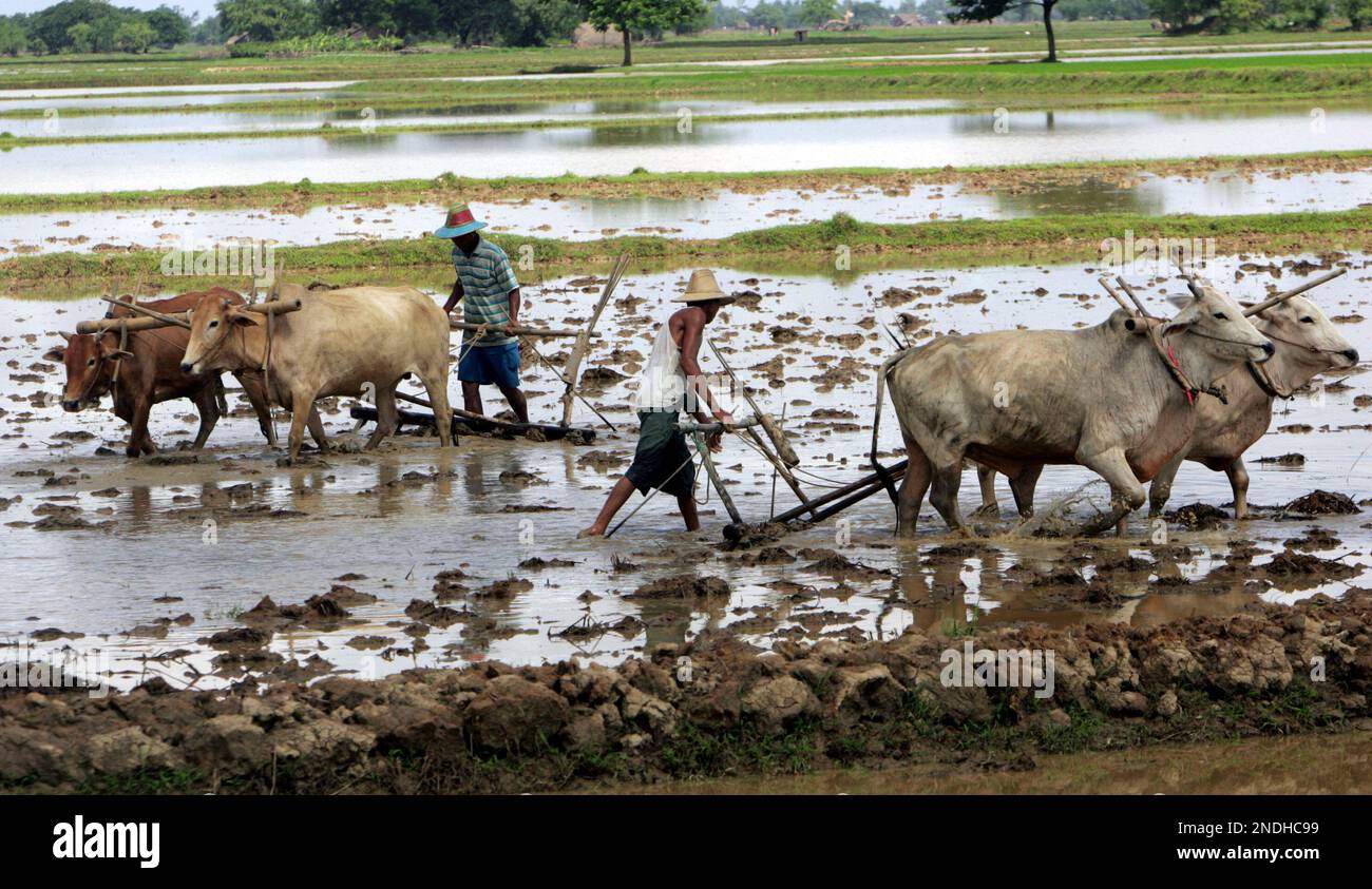 Myanmar villagers plough their paddy fields in Twantay, south of Yangon ...
