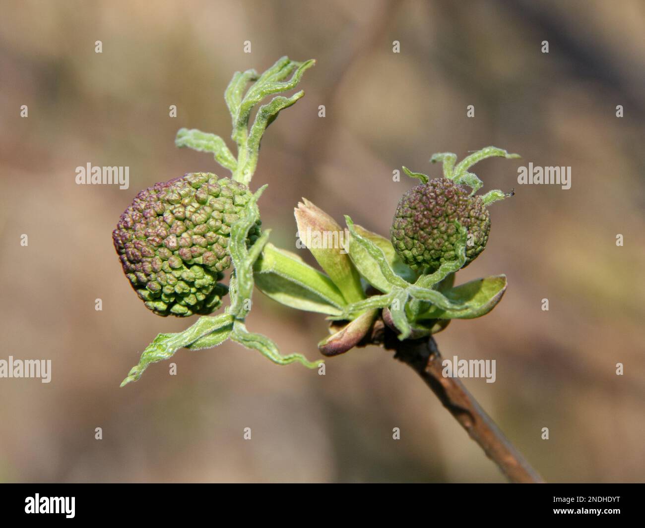 Sambucus racemosa hi-res stock photography and images - Alamy