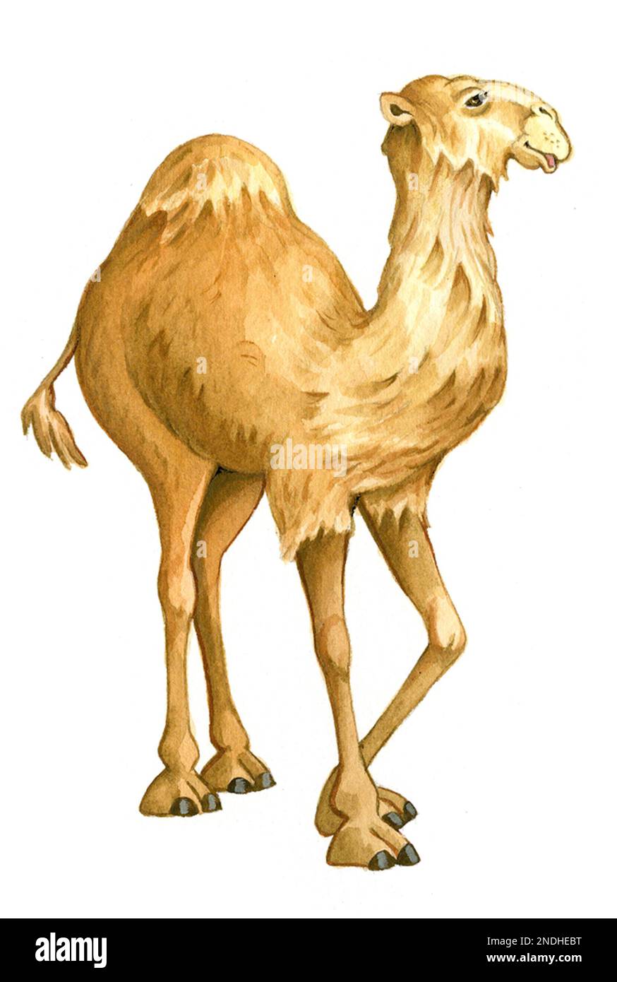 Camel on white background Stock Photo - Alamy
