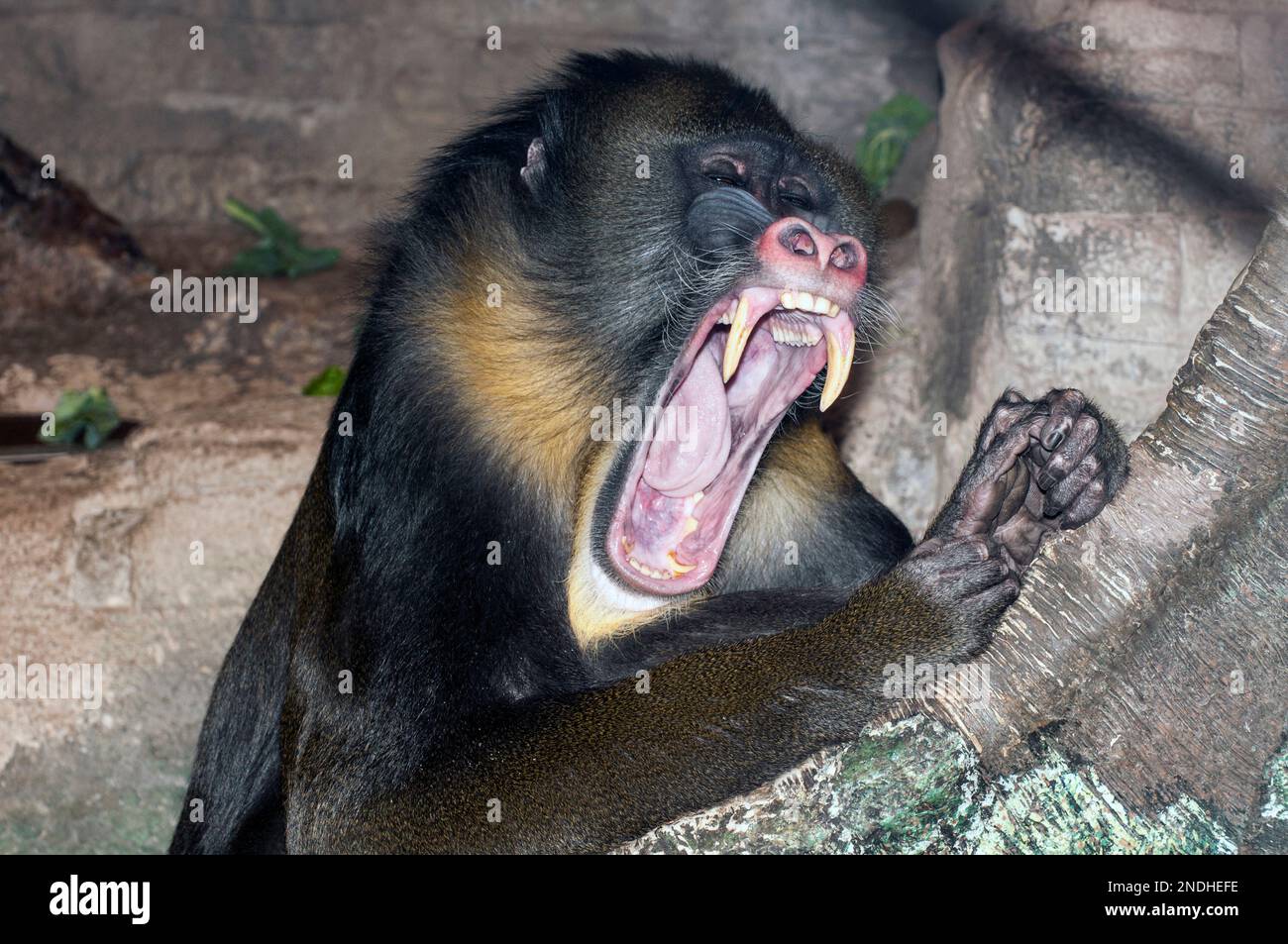Mandrill aggressive display hi-res stock photography and images - Alamy