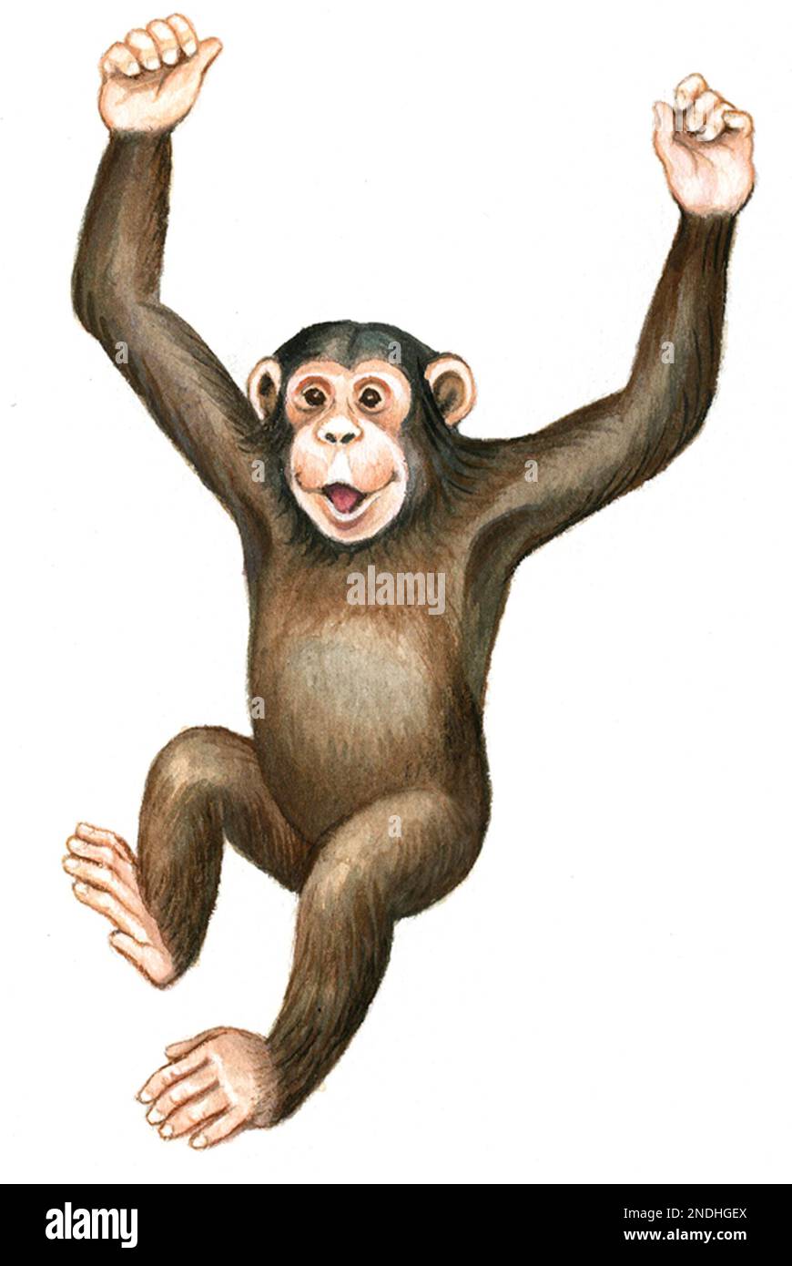 Chimpanzee on white background Stock Photo - Alamy