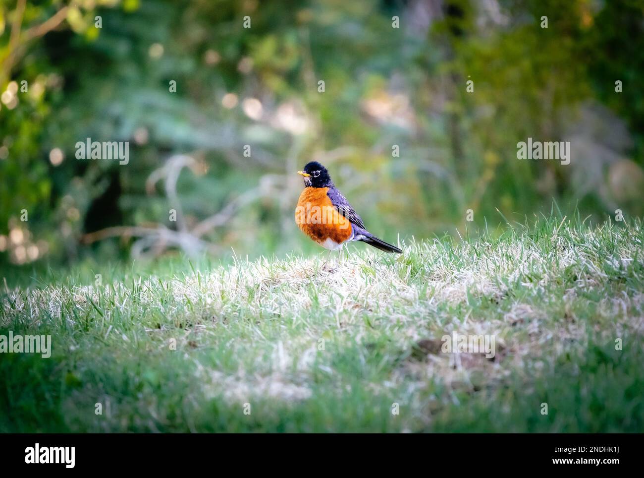 A cute American Red Robin sitting in grass Stock Photo - Alamy