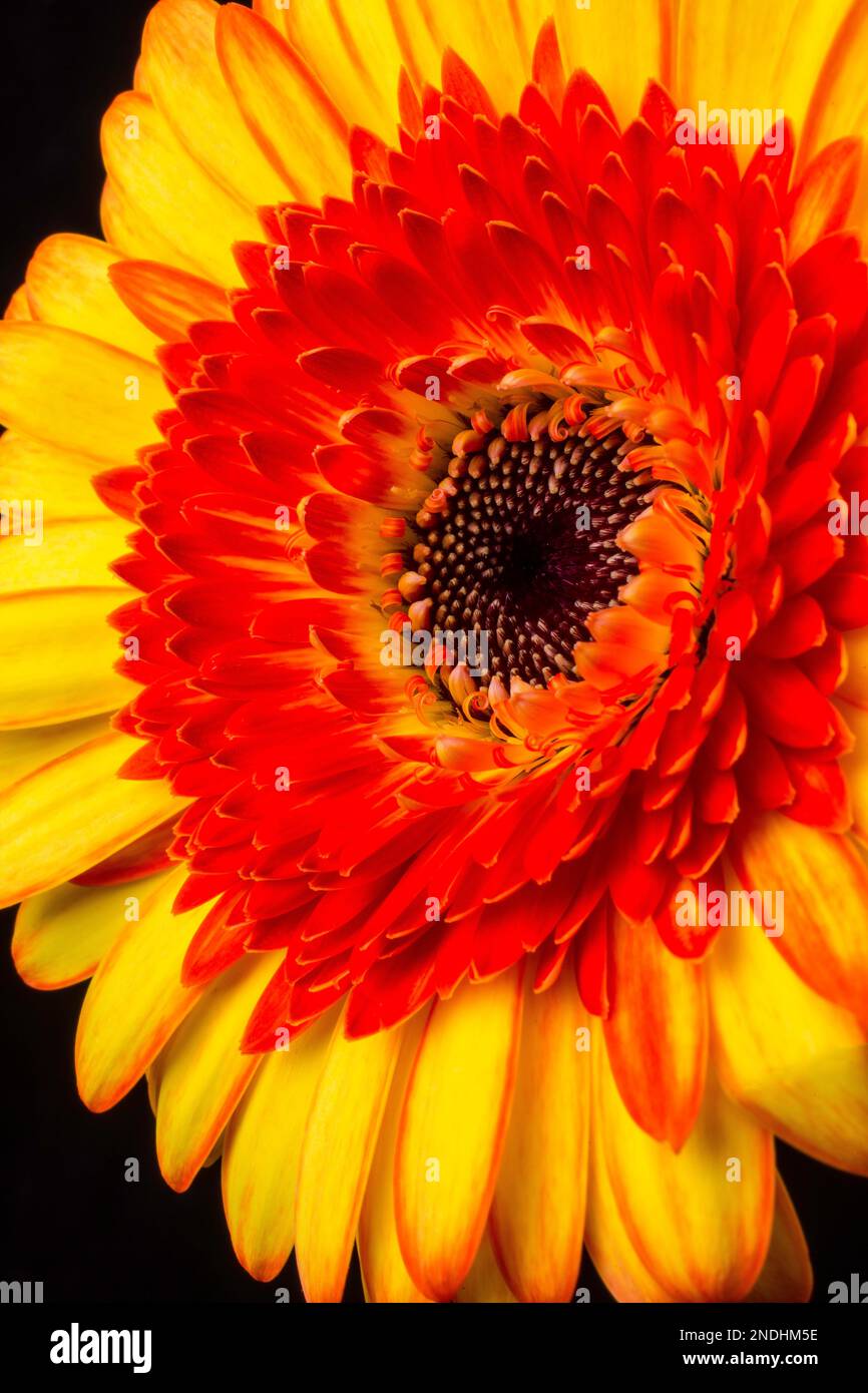 Gerbera germini flower hi-res stock photography and images - Alamy