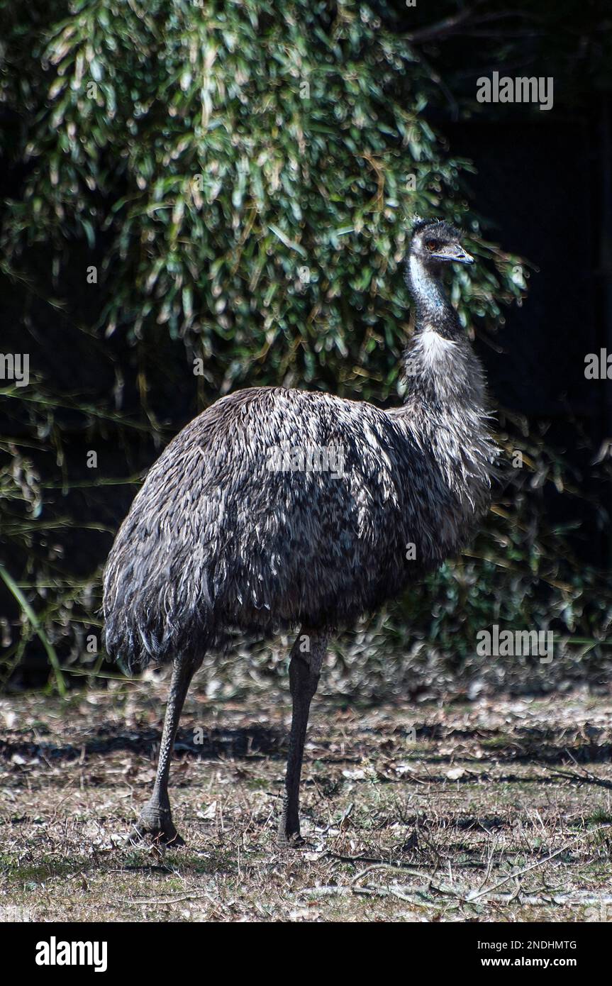 Emu standing dromaius novaehollandiae hi-res stock photography and ...