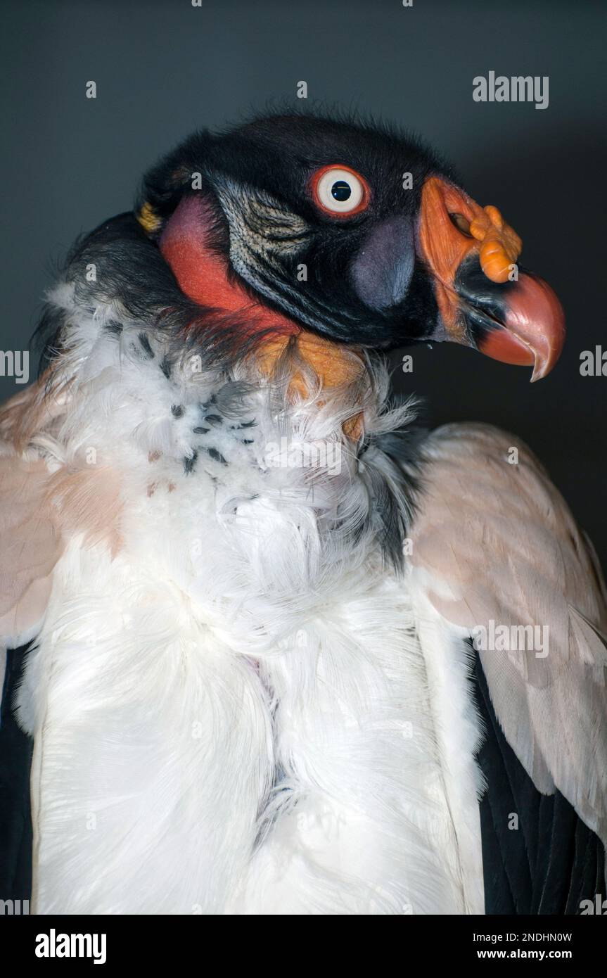 Vulture face portrait hi-res stock photography and images - Alamy