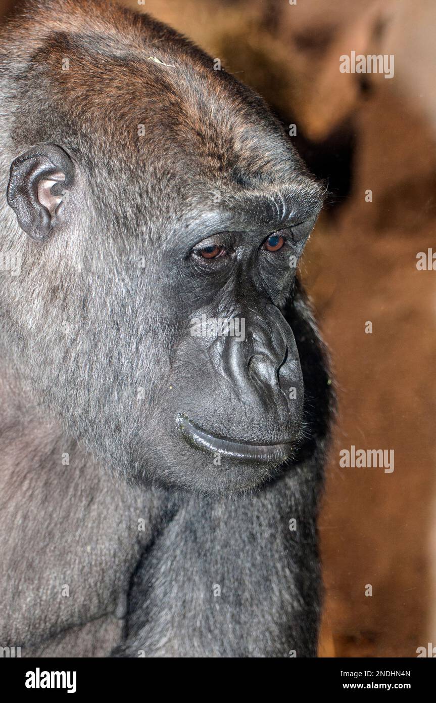 Vertical shot female facing hi-res stock photography and images - Alamy