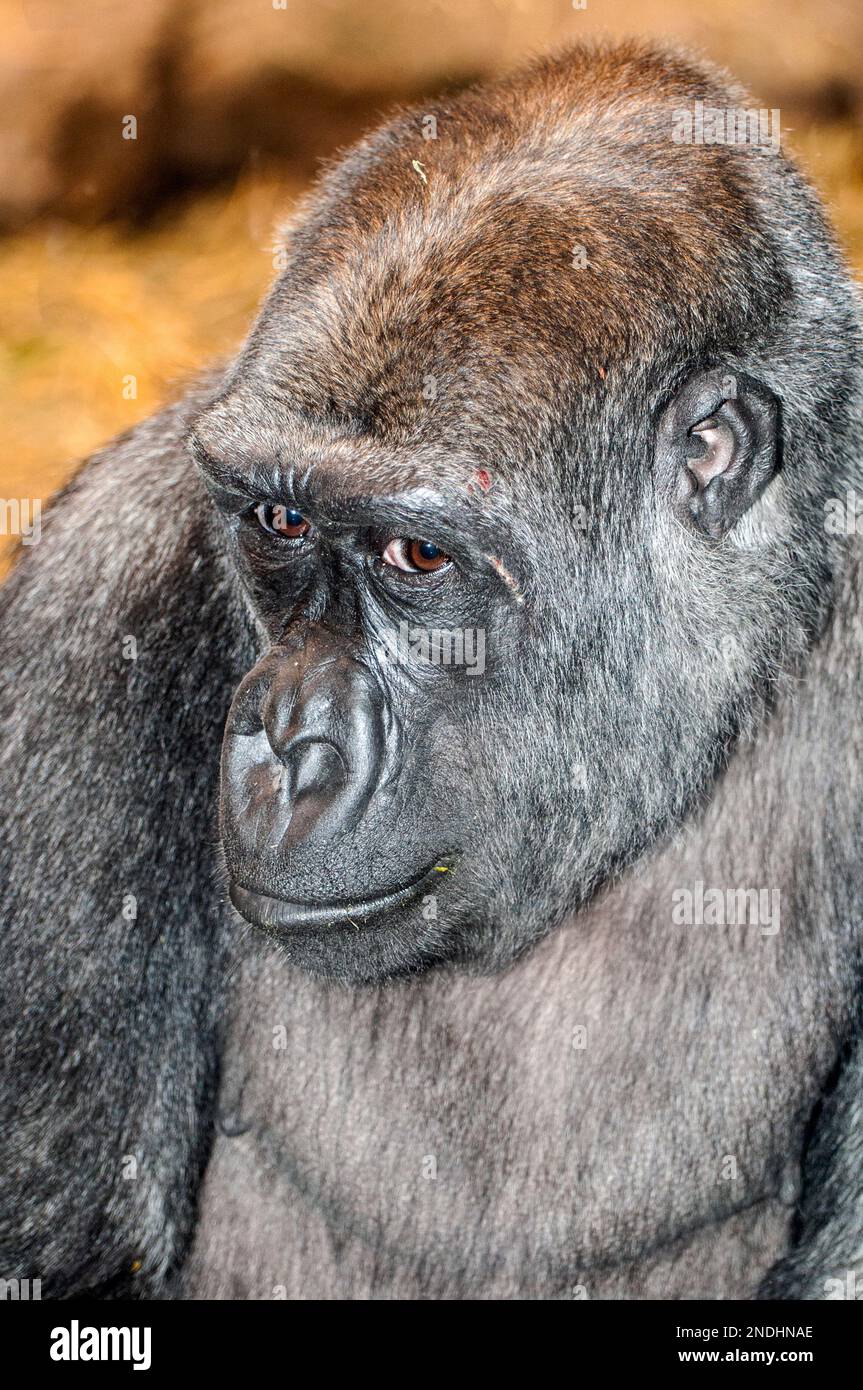 Western lowland gorilla female medium shot, vertical Stock Photo - Alamy