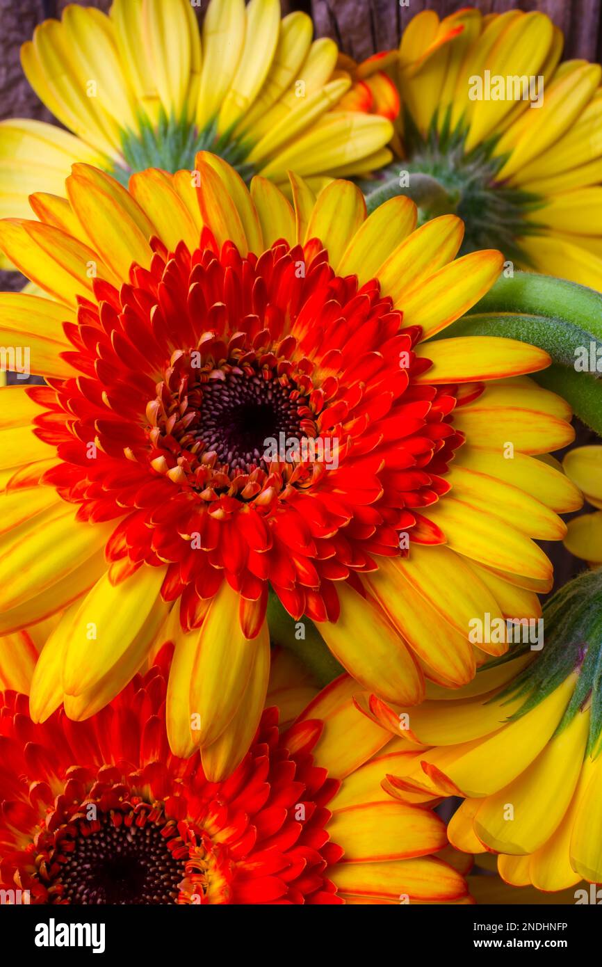 Gerbera germinis hi-res stock photography and images - Alamy