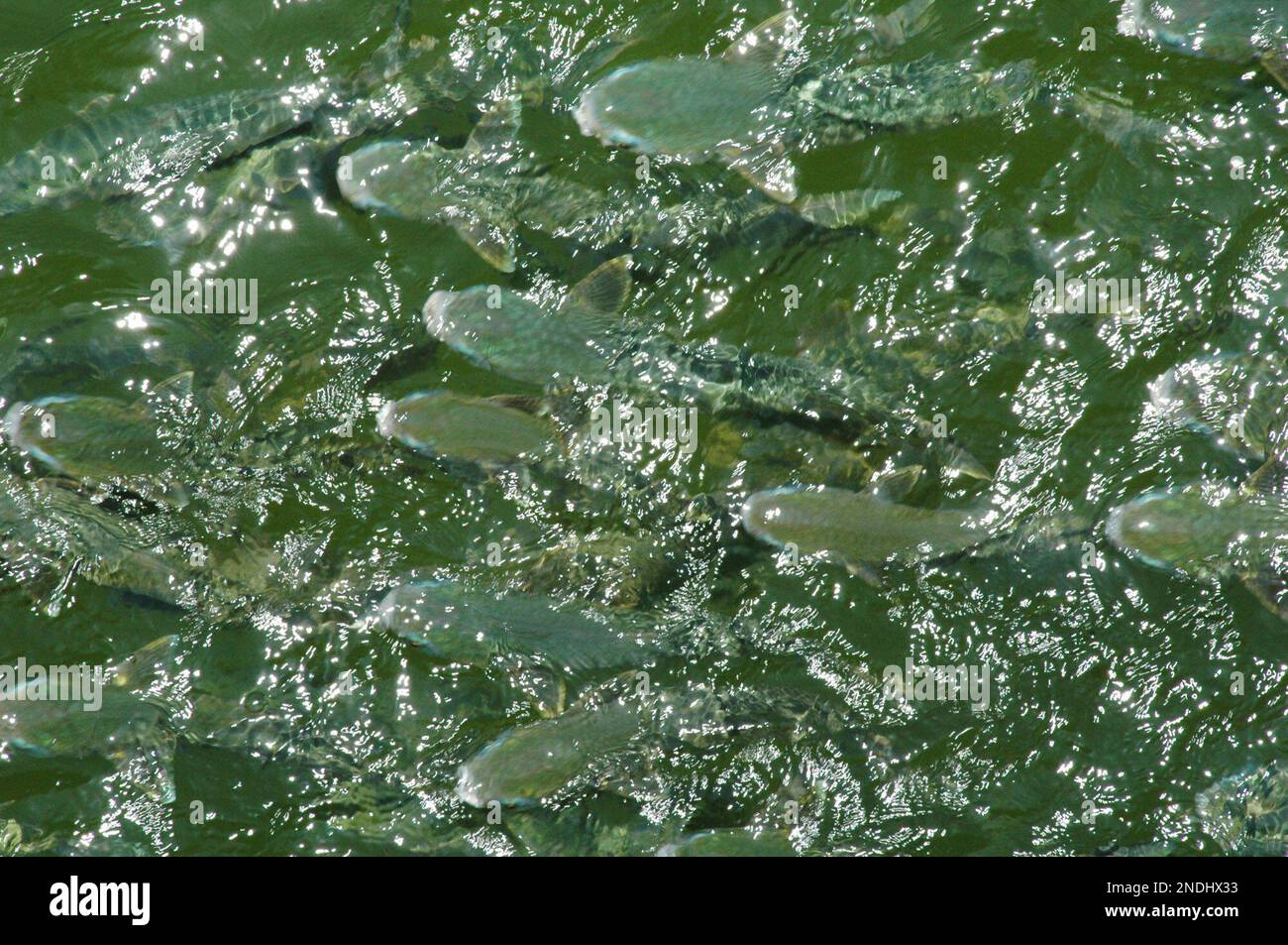 Gulf of Mexico waters teem with a school of mullet at Gulf Shores, Ala ...