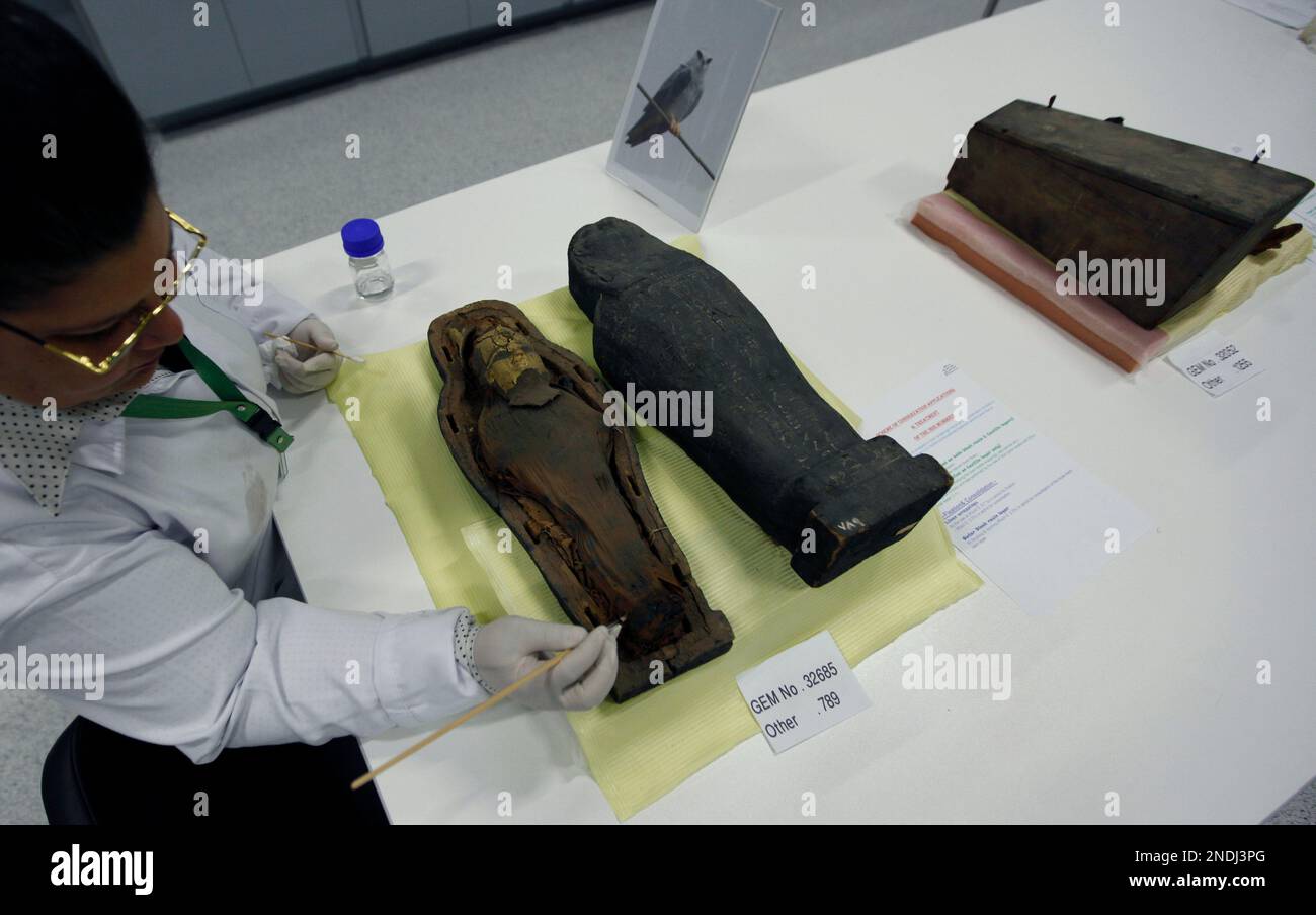 An Egyptian archeological technician works on a pharaonic falcon mummy ...