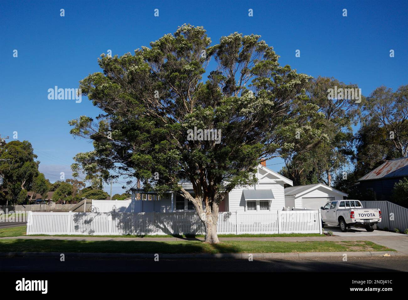 Melaleuca tree hi-res stock photography and images - Alamy