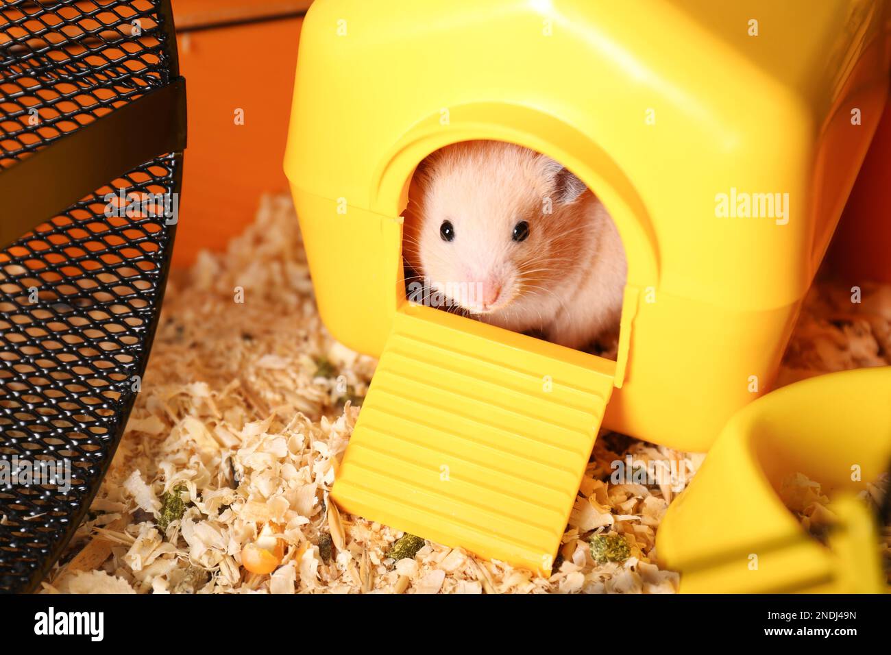 Cute little hamster inside decorative house in cage Stock Photo - Alamy