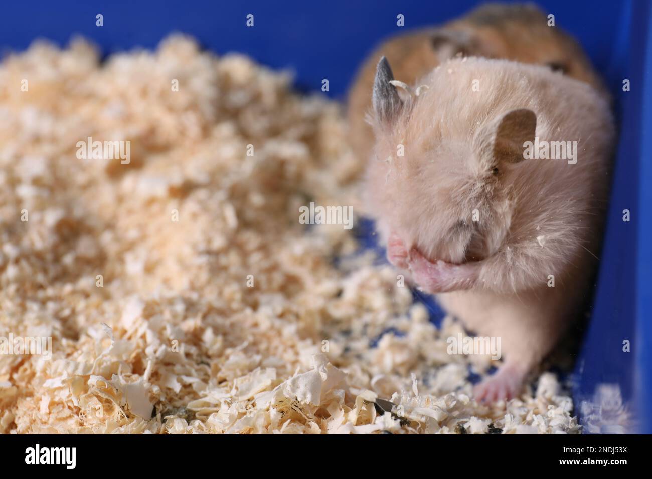 Fat Chinese Dwarf Hamster