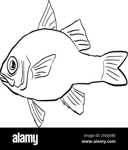 Cartoon style line drawing of an Apogon erythrinus or Hawaiian ruby ...