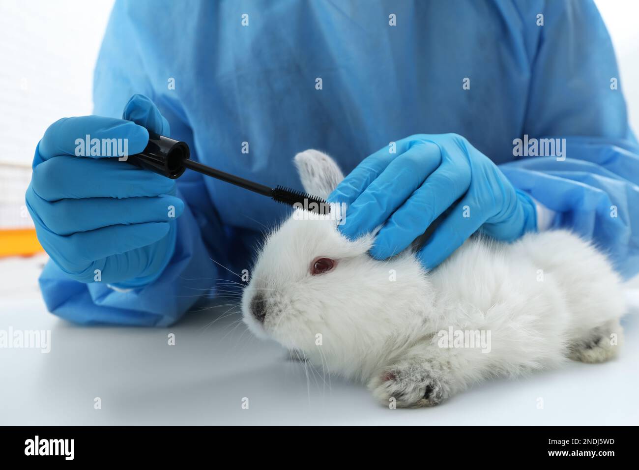 Scientist with rabbit and mascara brush in chemical laboratory, closeup ...