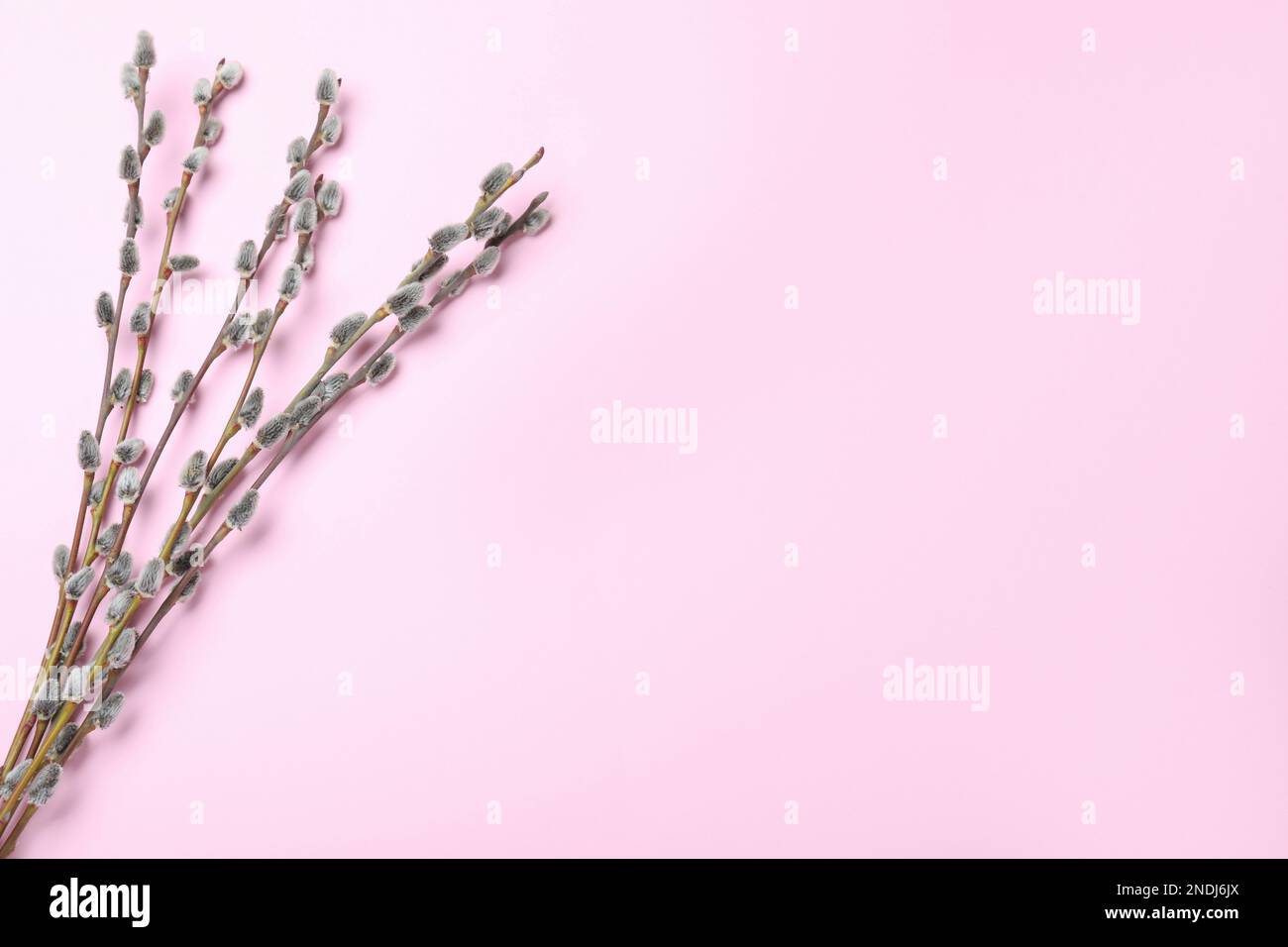 Beautiful pussy willow branches on light pink background, flat lay ...